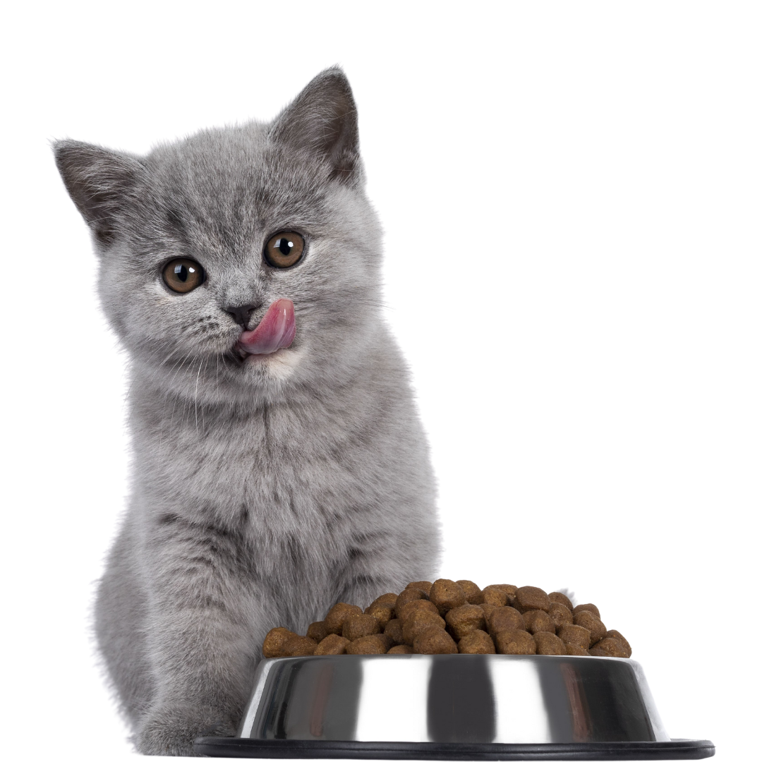 Dinacat